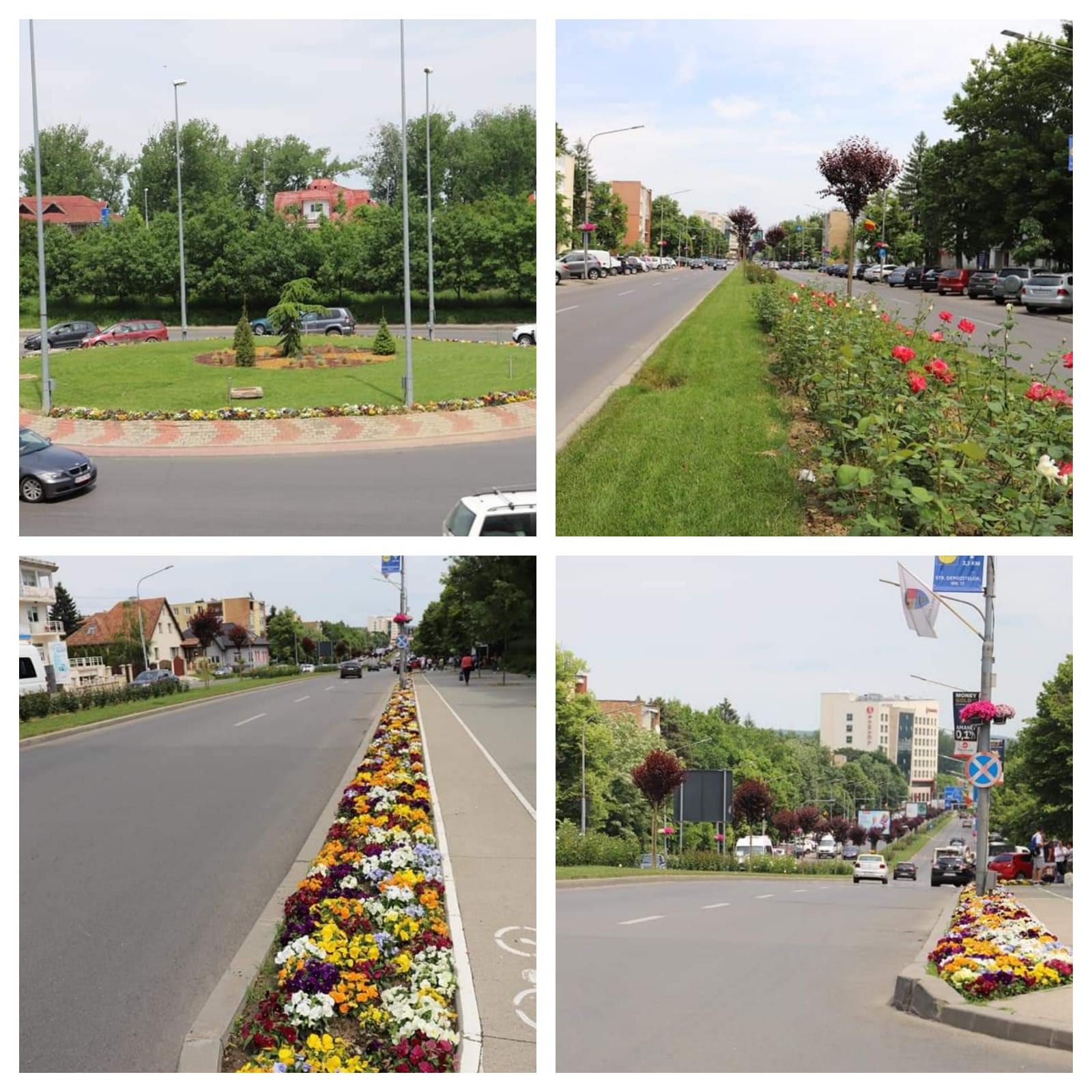 Rând pe rând principalele străzi din Piteşti devin adevărate covoare cu ...